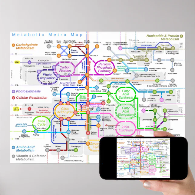 Metabolic pathway subway map poster | Zazzle