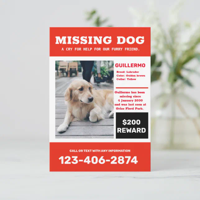 Missing dog photo ad poster invitation | Zazzle