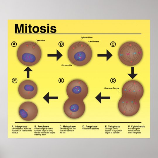 Mitosis Classroom Poster *Updated* | Zazzle.co.uk