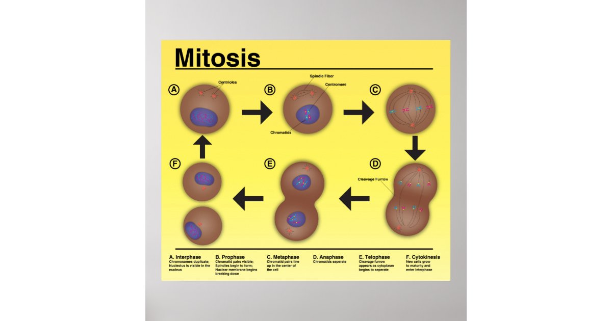 Mitosis Classroom Poster *Updated* | Zazzle