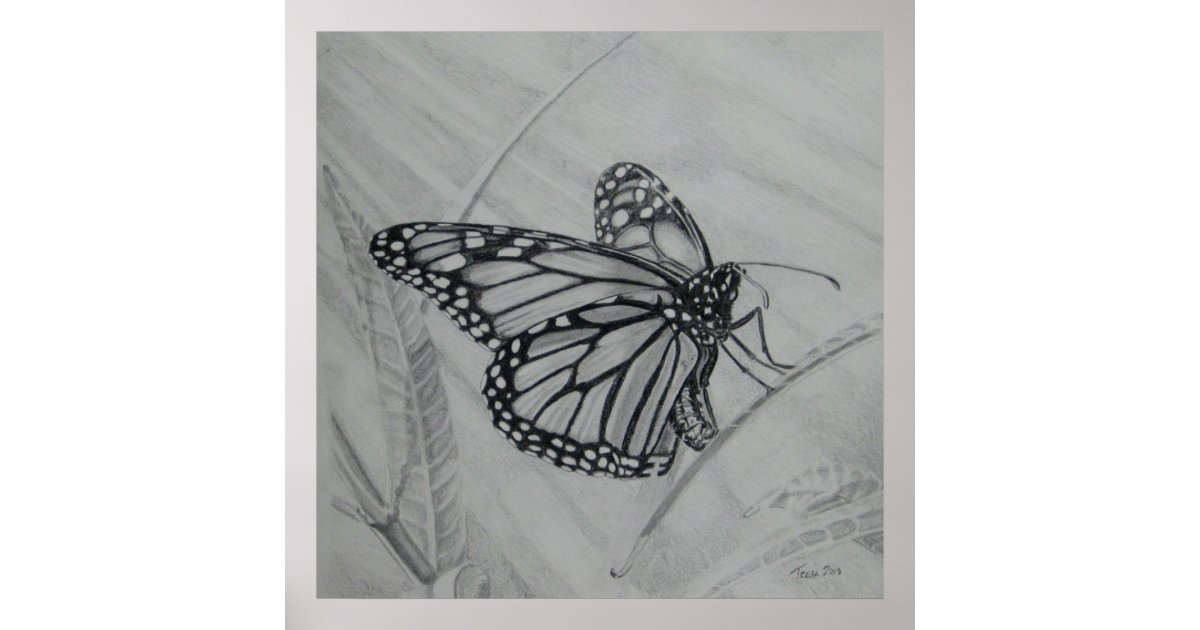 Monarch Butterfly graphite drawing Poster | Zazzle