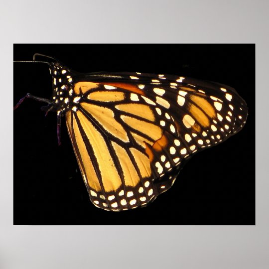 Monarch Butterfly Poster | Zazzle.co.uk