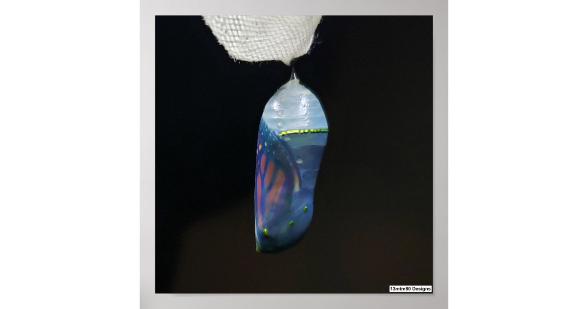Monarch Chrysalis 2022 - Poster | Zazzle