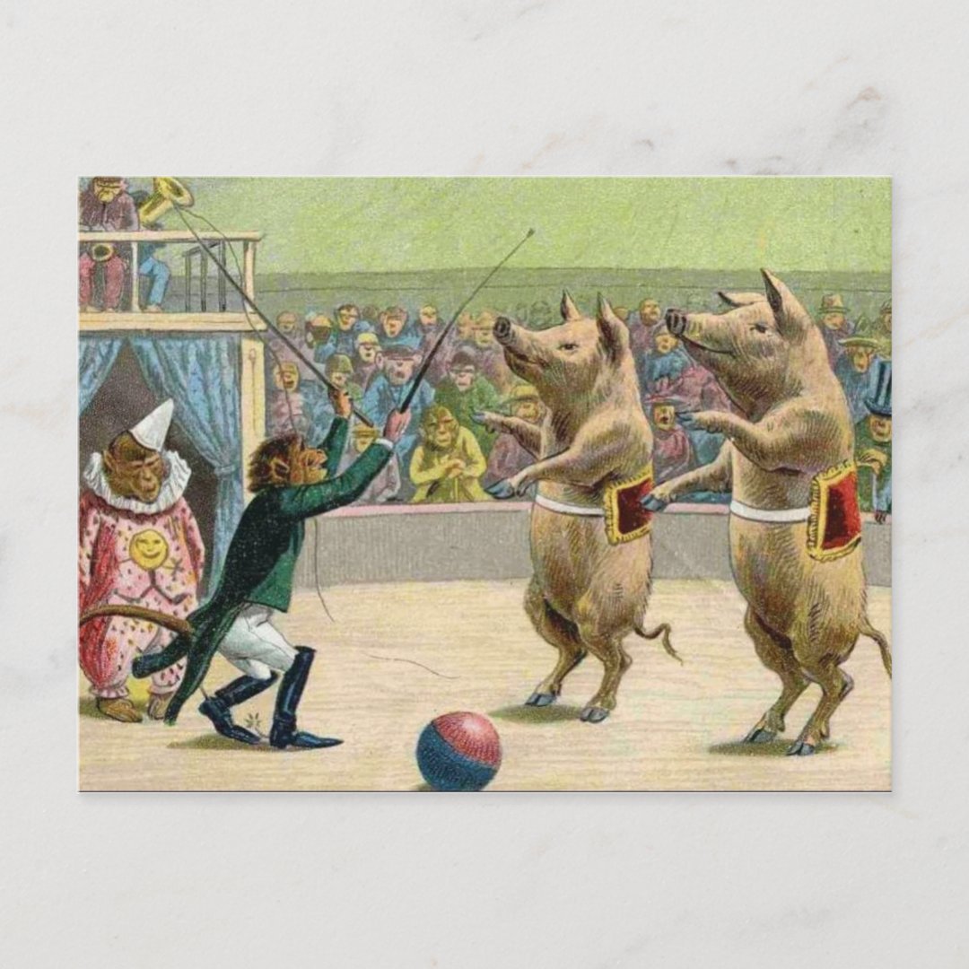 Monkey Ringmaster and Circus Pigs Postcard | Zazzle