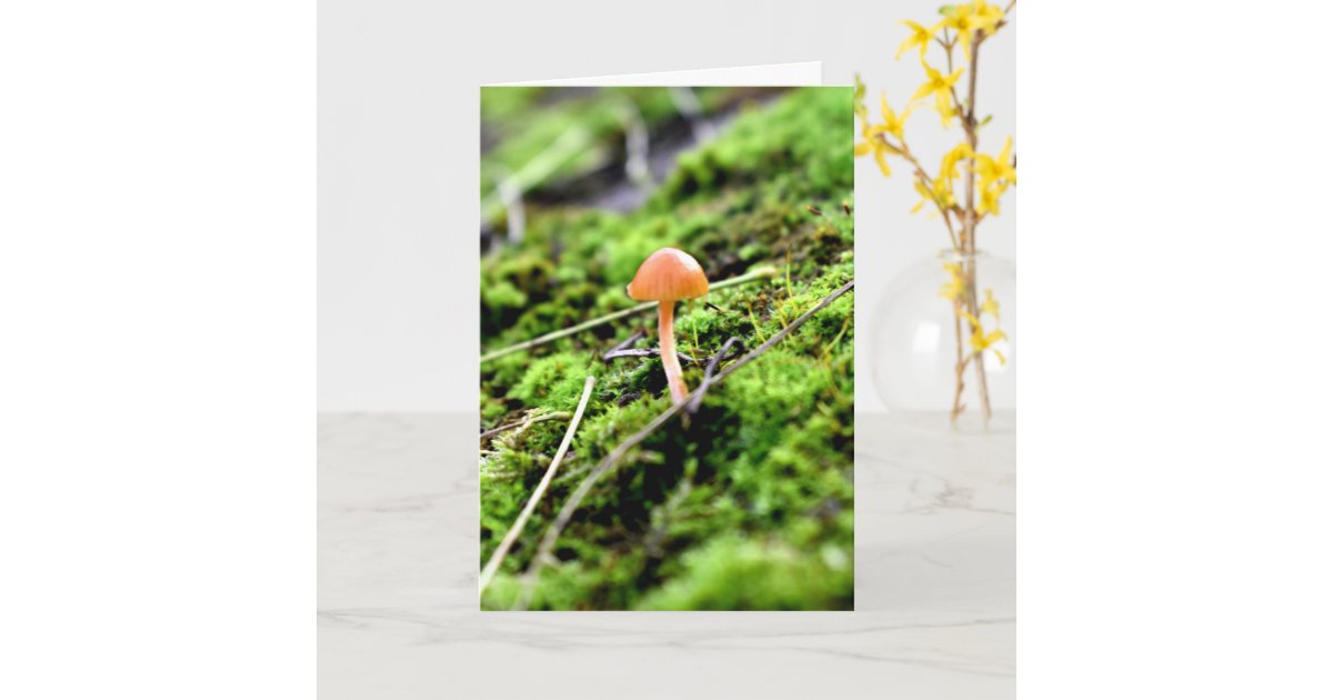 Mosses and Lichens with tiny Mushroom Card | Zazzle