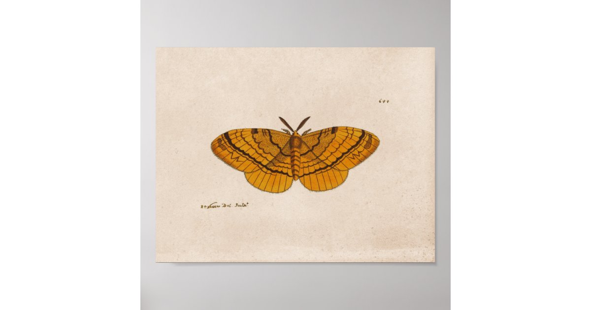 Moth scientific illustration print | Zazzle