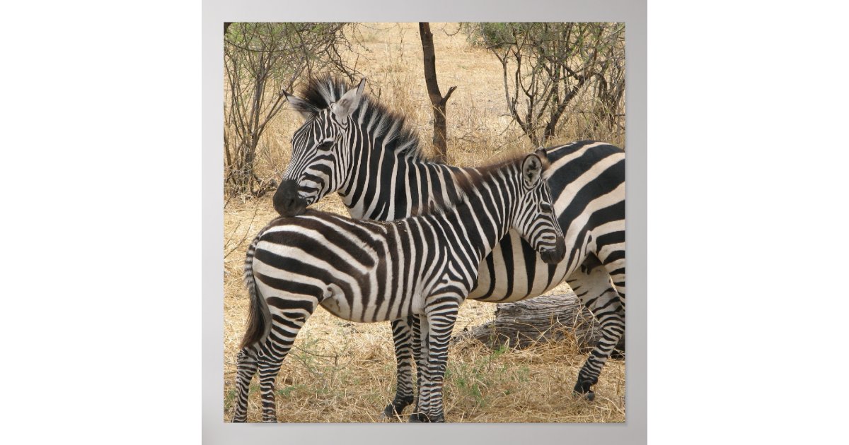 Mother and Baby Zebra Poster | Zazzle