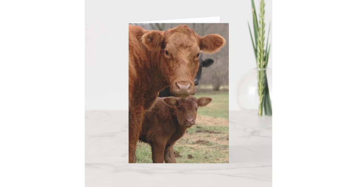 mummy cow and baby cow holiday card | Zazzle
