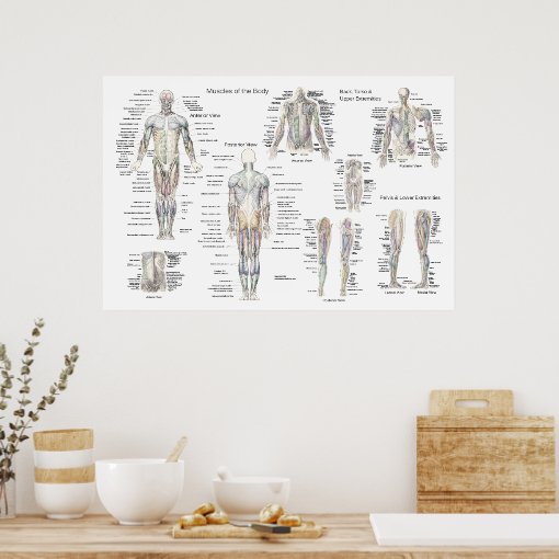 Muscle Anatomy Poster - Anterior, Posterior & Deep | Zazzle