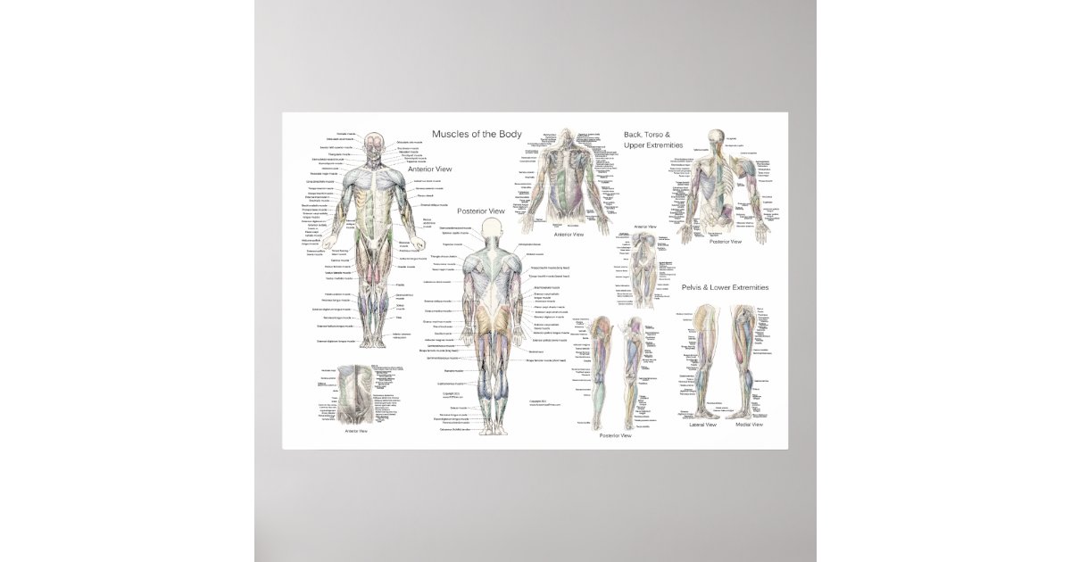 Muscle Anatomy Poster - Anterior, Posterior & Deep | Zazzle