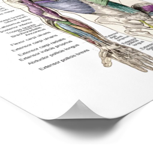 Muscle Anatomy Poster Anterior, Posterior, & Deep | Zazzle