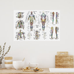 Muscle Anatomy Poster Anterior, Posterior, & Deep | Zazzle