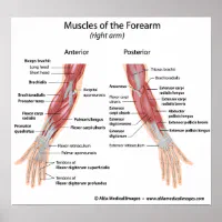 Anterior forearm store