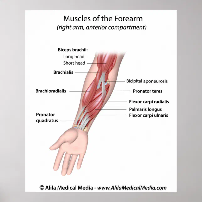 Muscles of the forearm, labelled diagram. poster | Zazzle