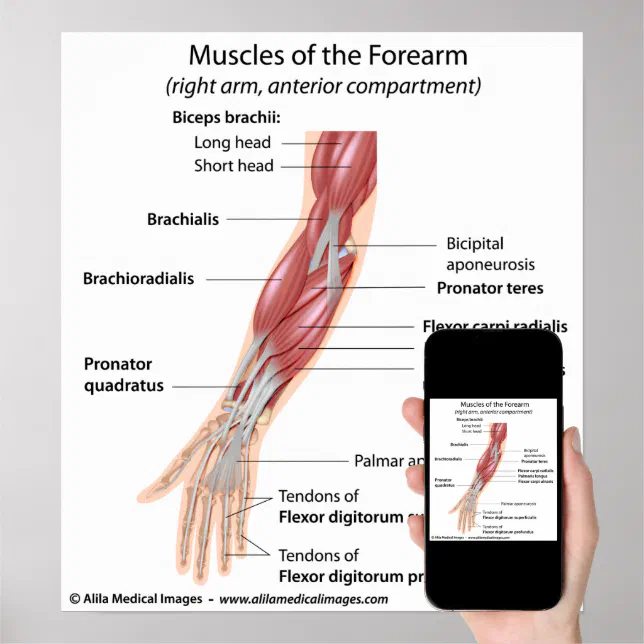Muscles of the forearm, labelled diagram. poster | Zazzle