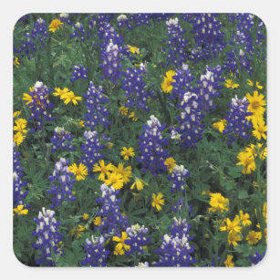 Bonnet Stickers & Labels | Zazzle UK