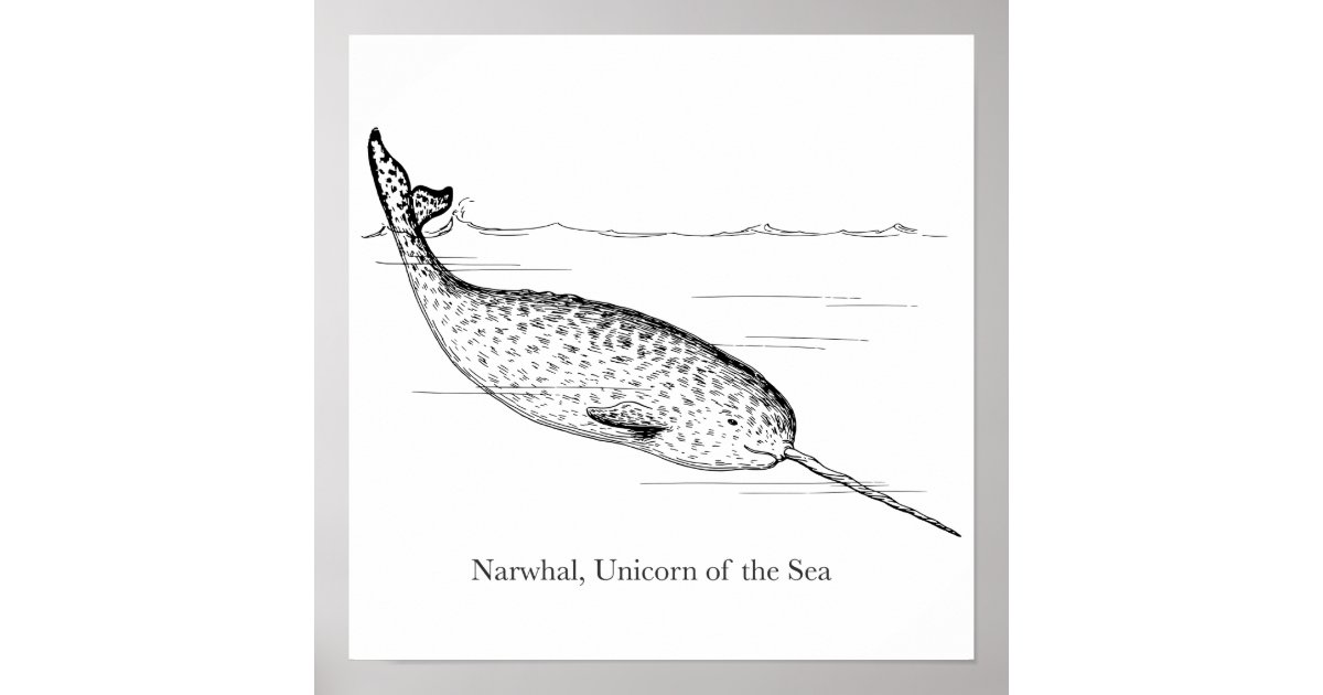 Narwhal Whale Unicorn of the Sea Poster | Zazzle