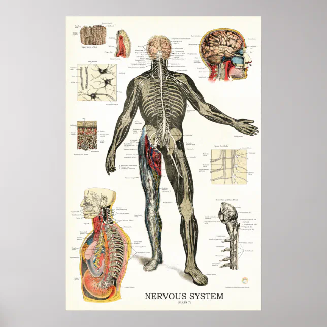 Nervous System Spinal Nerves Anatomy Poster | Zazzle