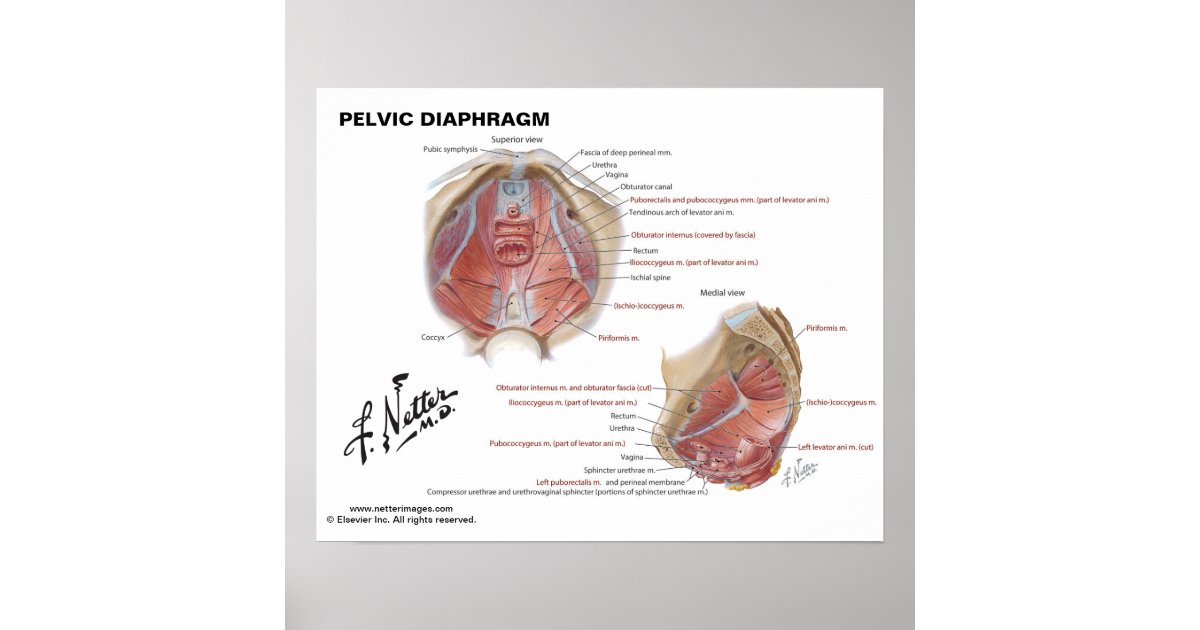 Netter's Pelvic Diaphragm - Labelled Chart | Zazzle