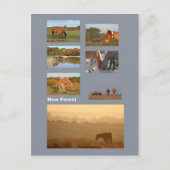 New Forest ponies postcard | Zazzle