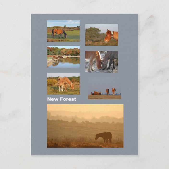 New Forest ponies postcard | Zazzle.co.uk