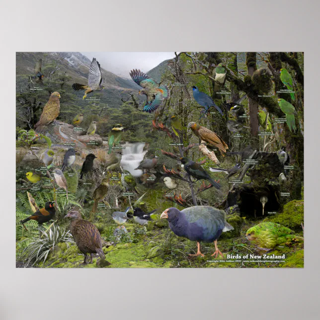 New Zealand Birds identification poster | Zazzle