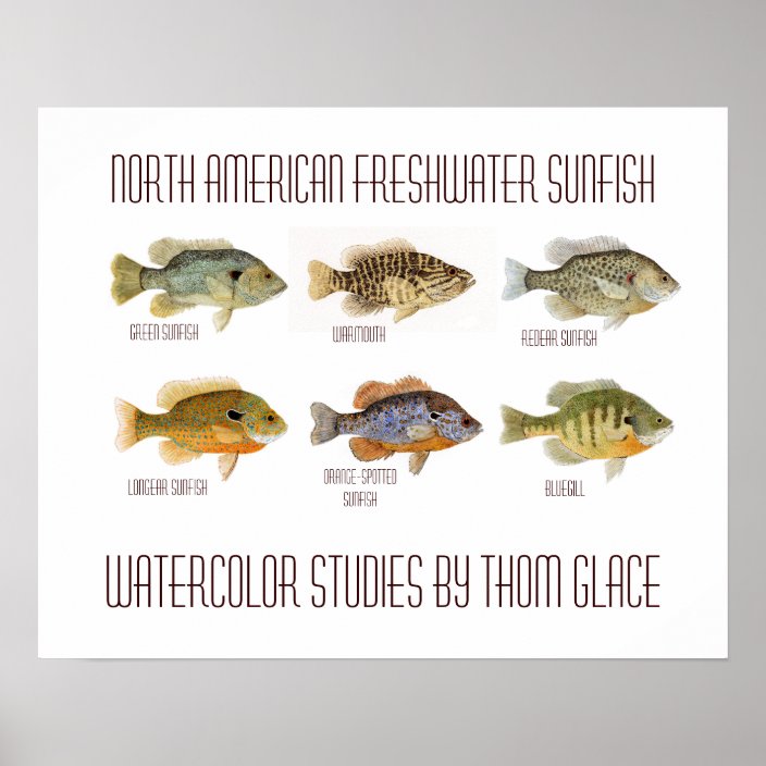 North American Freshwater Sunfish Poster | Zazzle.co.uk