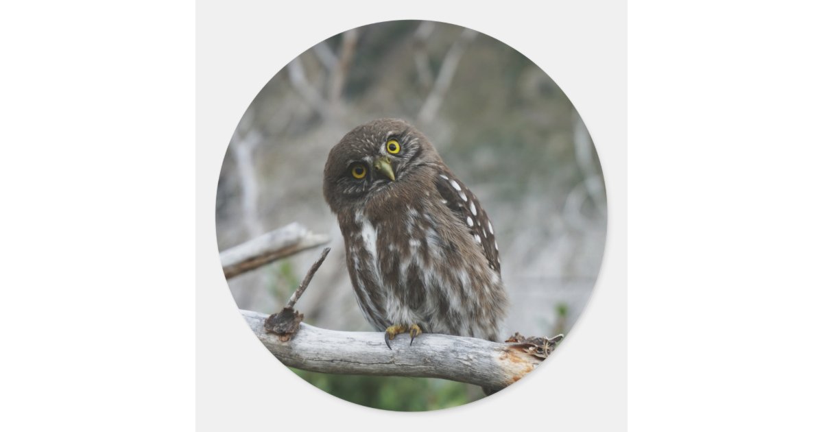 Northern Pygmy Owl Classic Round Sticker | Zazzle