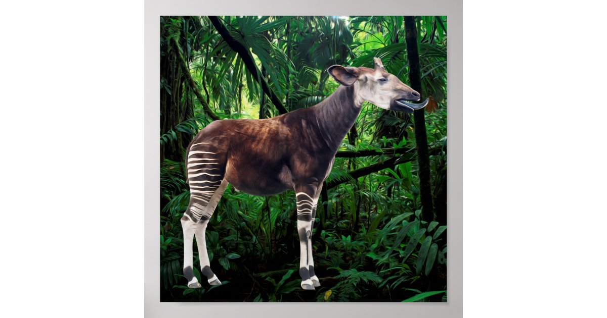 Okapi Poster | Zazzle