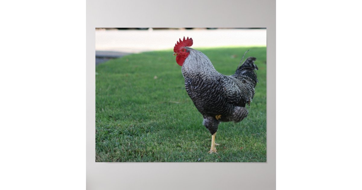 "One Legged Pose", Rooster Poster | Zazzle