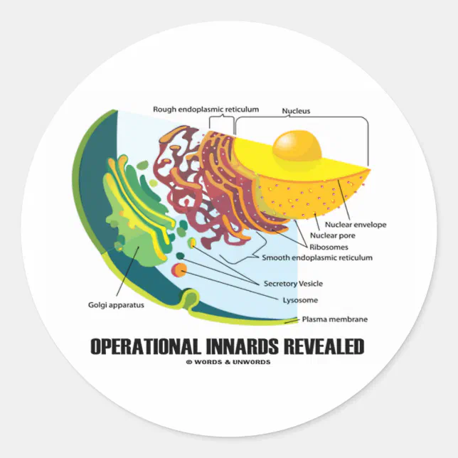 Operational Innards Revealed (Cell Biology) Classic Round Sticker | Zazzle