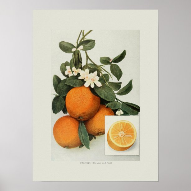 Orange Posters & Prints | Zazzle UK