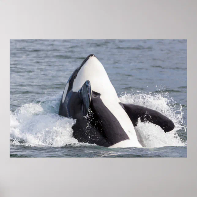 Orca whale breaching poster | Zazzle