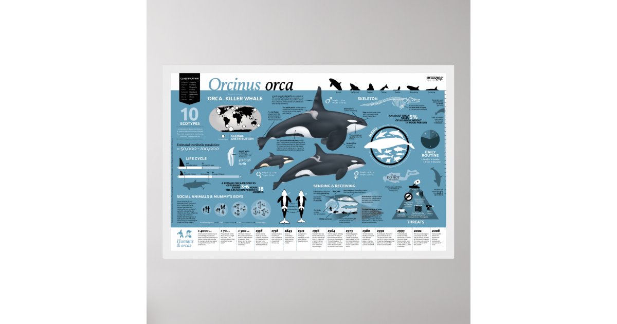 Orcagraphic poster - English edition | Zazzle