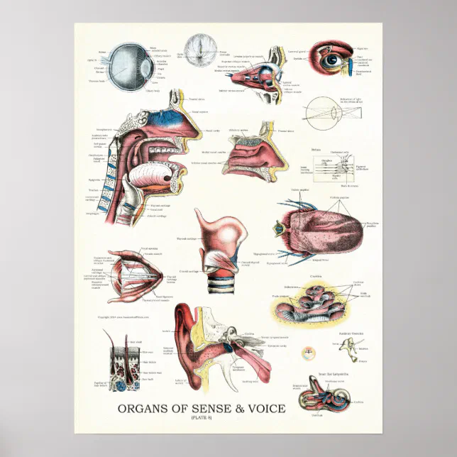 Organs of Sense Voice Anatomy Nose Throat Poster | Zazzle