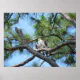 Osprey In Pine Tree Poster | Zazzle