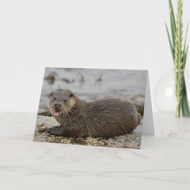 Otter Cards | Zazzle UK