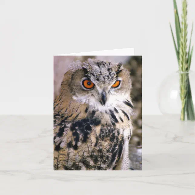 Owl Card | Zazzle