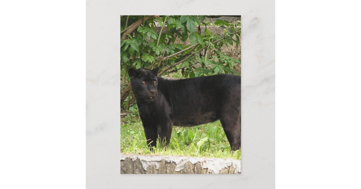 Pacing Panther Postcard | Zazzle