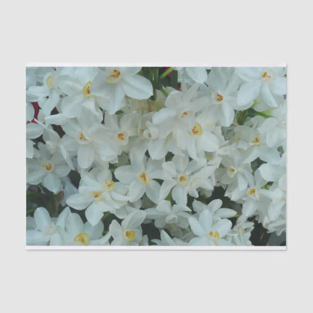 Paperwhite Narcissus Delicate White Flowers Tissue Paper | Zazzle