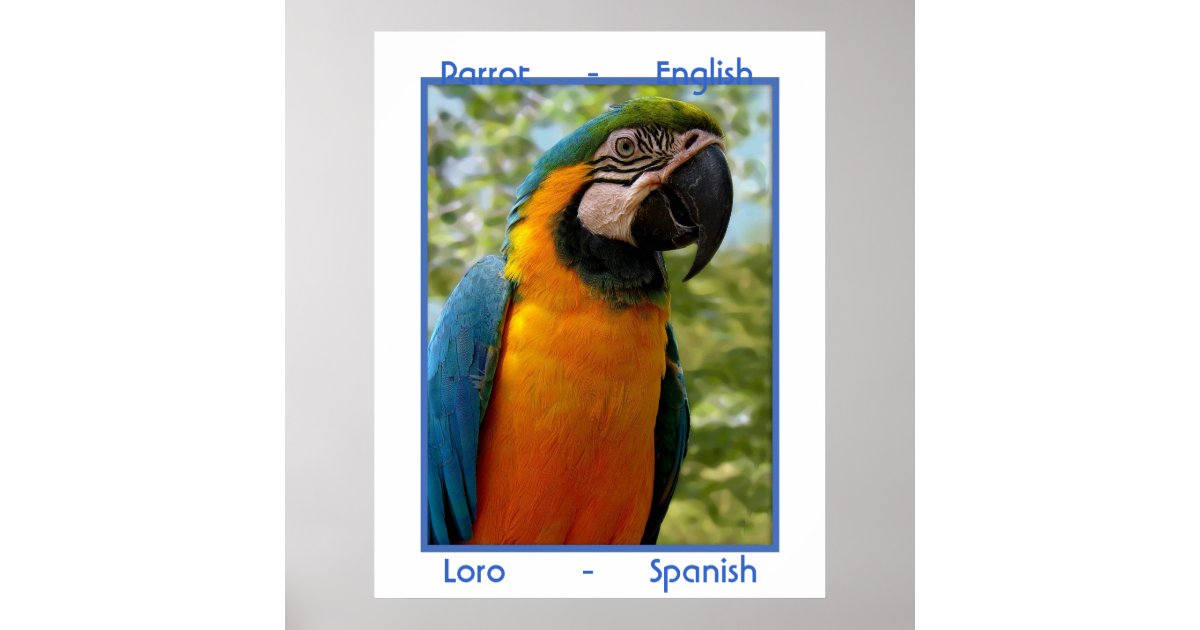 Parrot English, Loro Spanish Poster | Zazzle