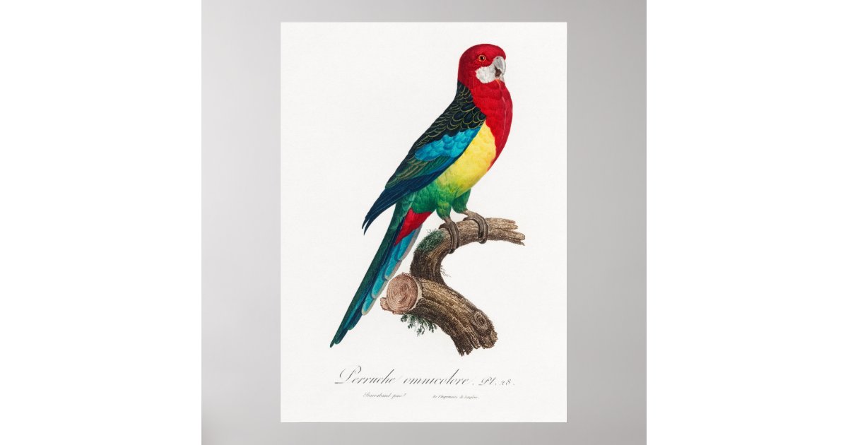 Parrot Poster | Zazzle