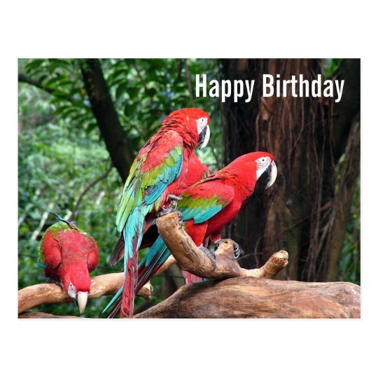 Parrots Happy Birthday card | Zazzle.co.uk