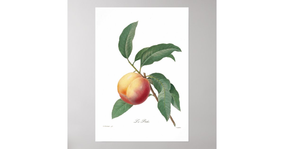 Peach Poster | Zazzle