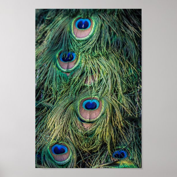 Peacock Posters & Prints | Zazzle UK