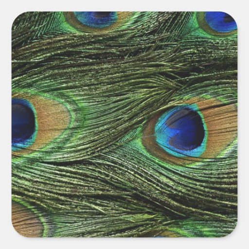 Peacock Feather Print | Zazzle