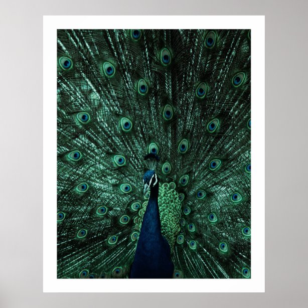 Peacock Posters & Prints | Zazzle UK
