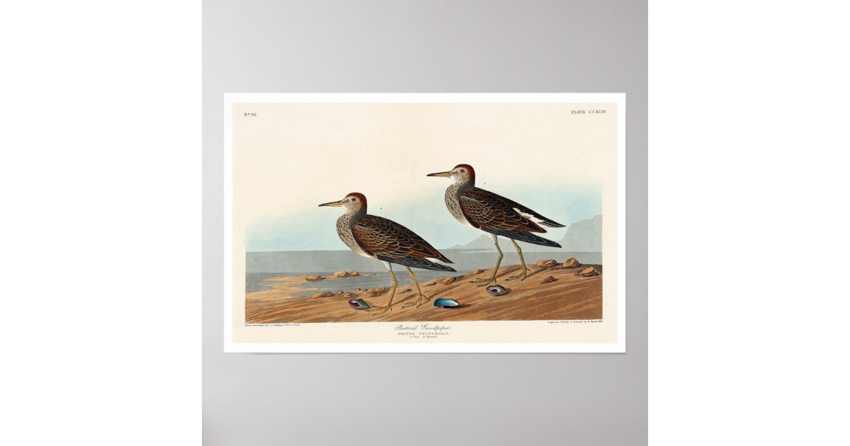 Pectoral Sandpiper by Audubon Poster | Zazzle