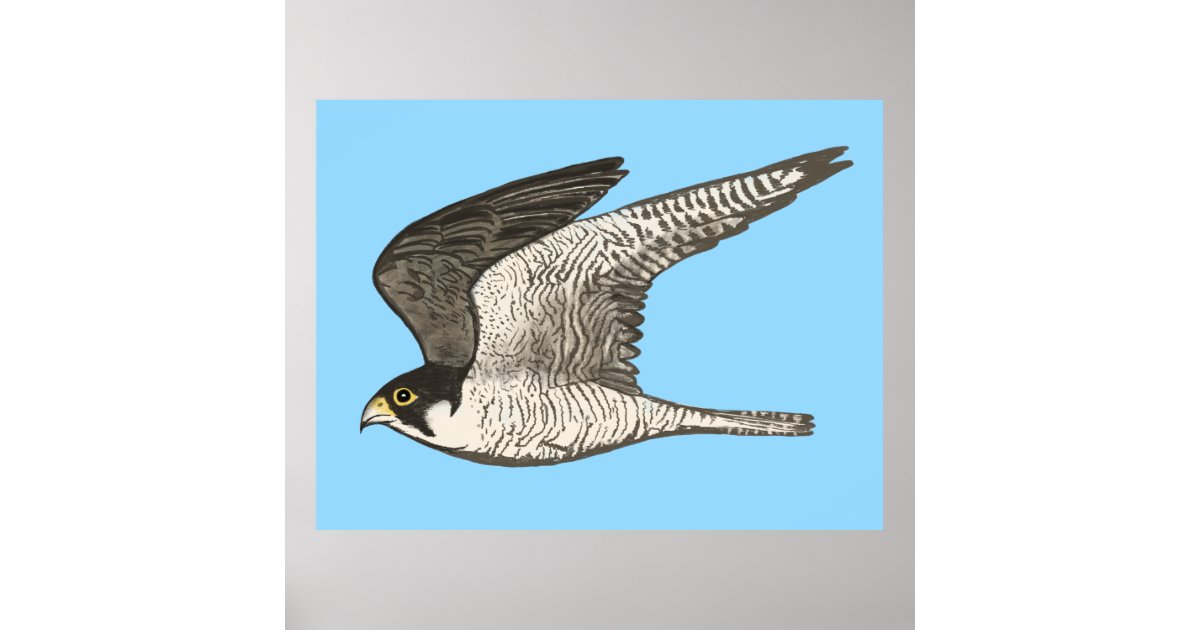 Peregrine Falcon Coloured Pencil drawing on blue Poster | Zazzle