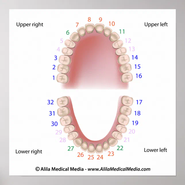 Permanent teeth, adult dentition, numbered, poster | Zazzle